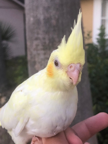 Cockatiel Lutino Yellow Cheek Baby | CPbirds.com
