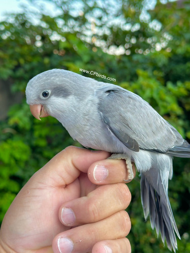 Gray Opaline Quaker | CP Birds