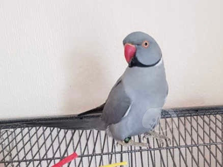 Indian Ringneck Gray Baby | CPbirds.com