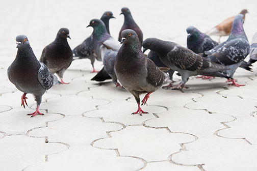 Pigeon Droppings Cleanup | Steri-Clean Inc.