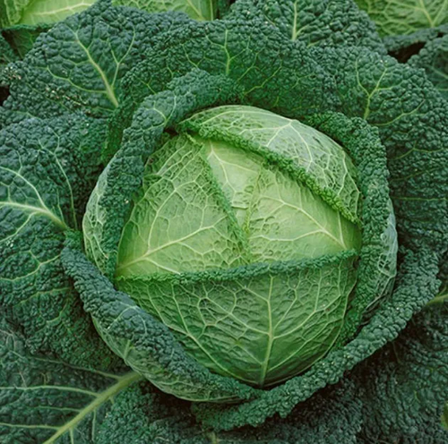 30 Semillas Col Rizada Savory Perfection Cabbage | remsemillas