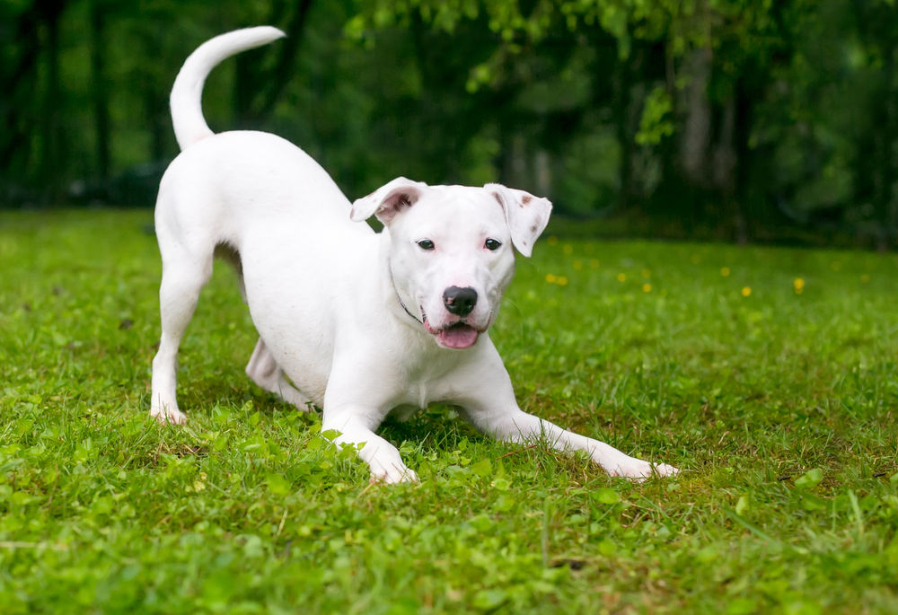 Fun Puppy Games To Help With Development fun-puppy-games-to-help-with-development