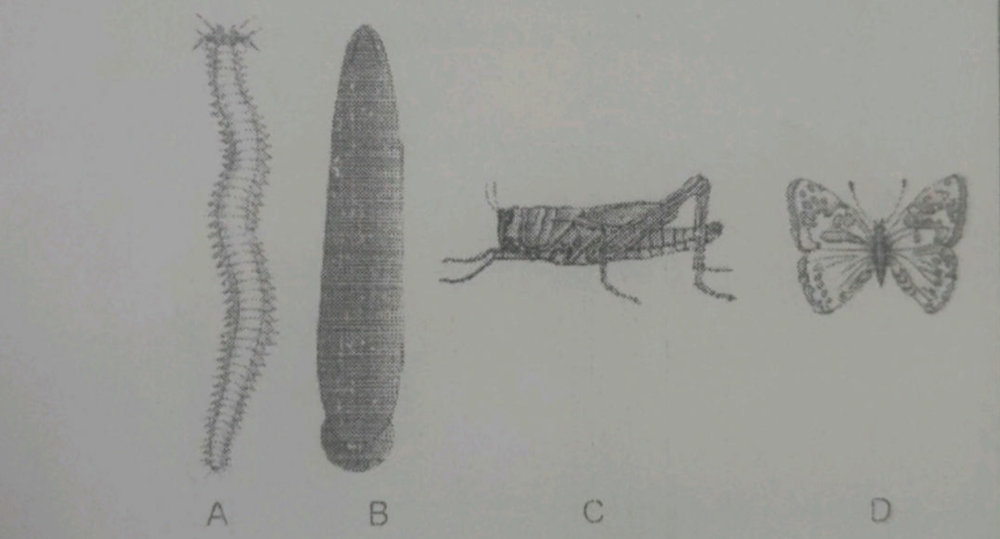 Which of the following animals illustrated in diagram given below is ...