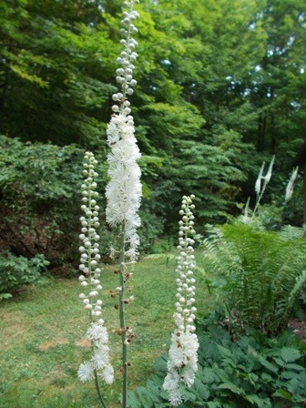 Shade Pollinator Garden | Amanda’s Garden