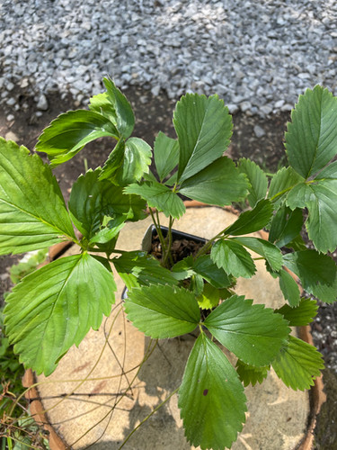 Fragaria virginiana - Wild Strawberry | Amanda’s Garden