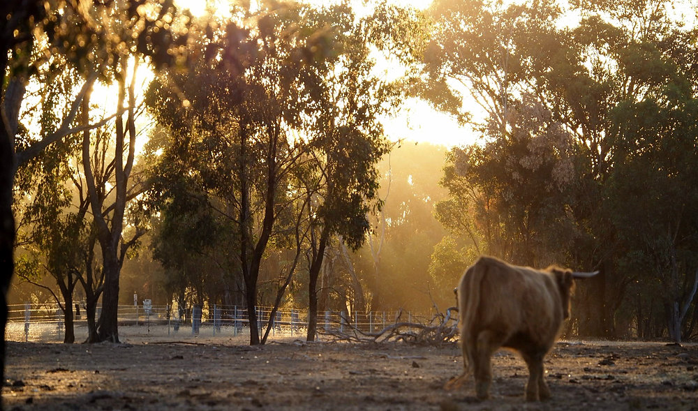 So, You want to own cattle? Here's what you need to know..