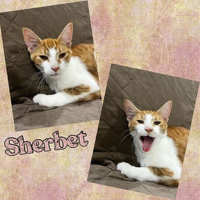 Kittens | Pet Refuge