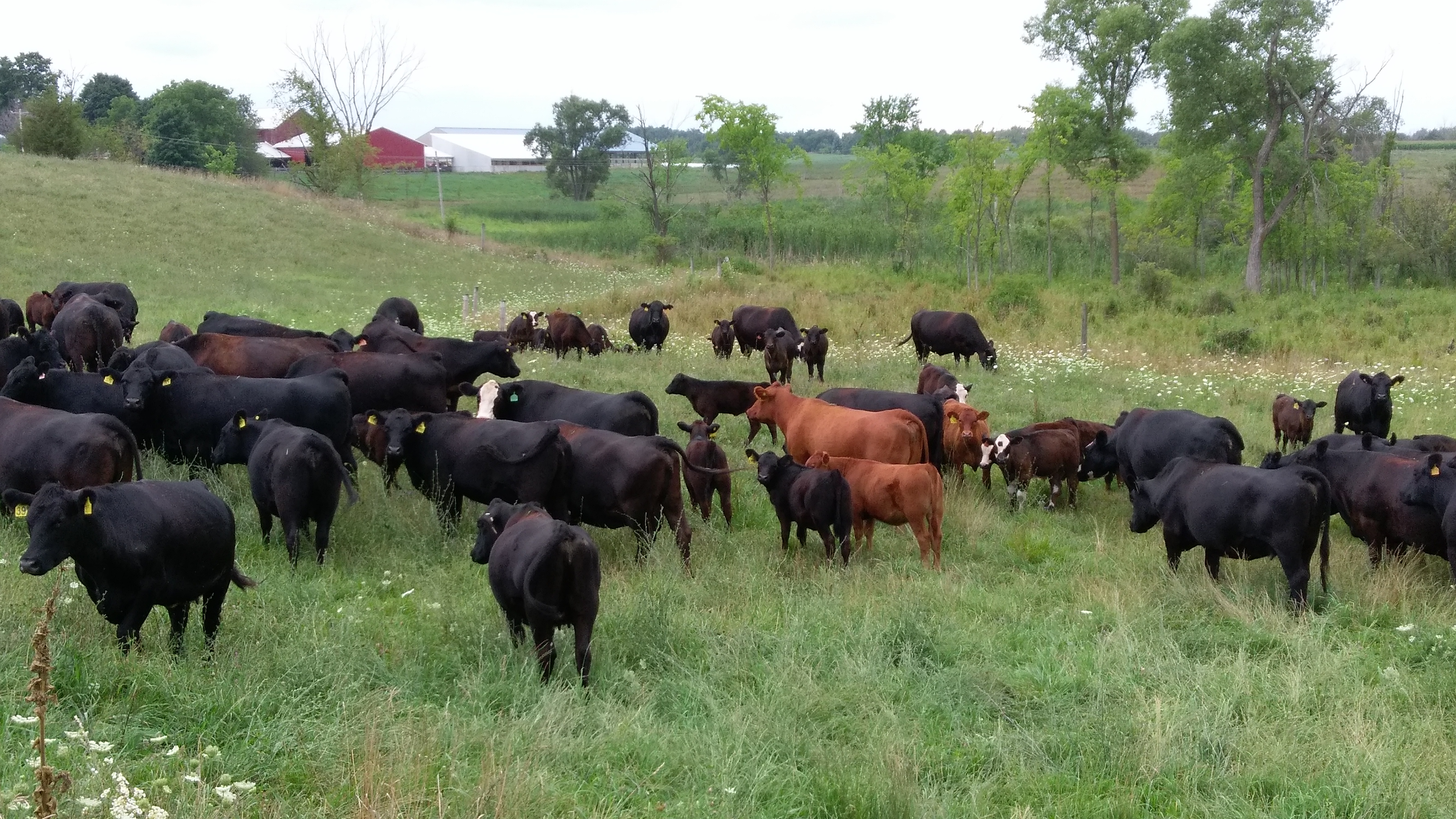Black Hide Beef: Non-GMO, Angus-Based Beef. Martin, MI