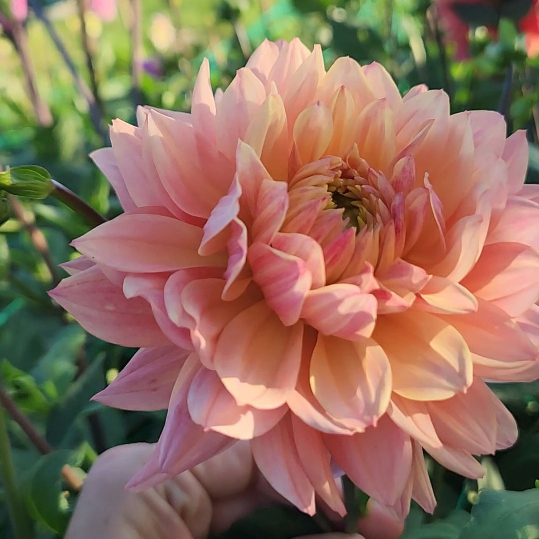 The Untamed Garden | Dahlia Seeds