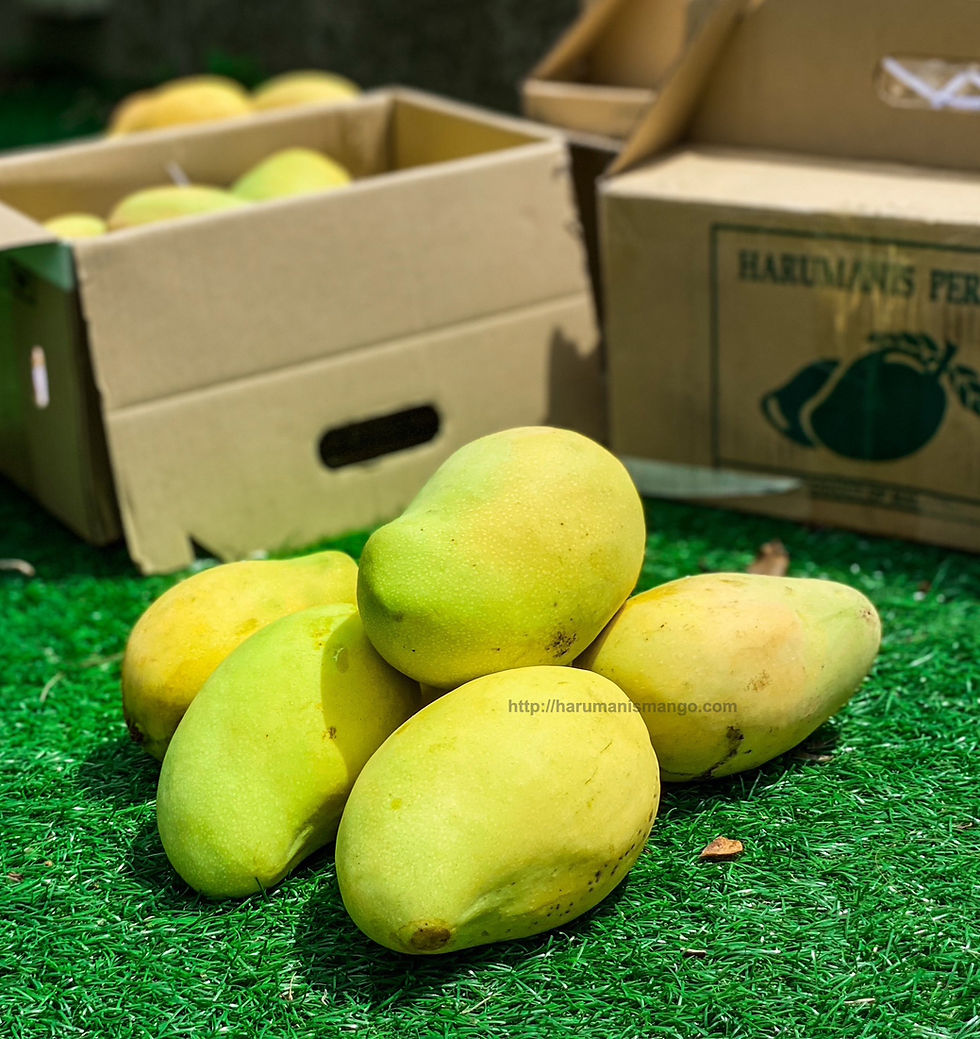 Shop | Harumanis Mango