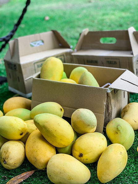 Shop | Harumanis Mango