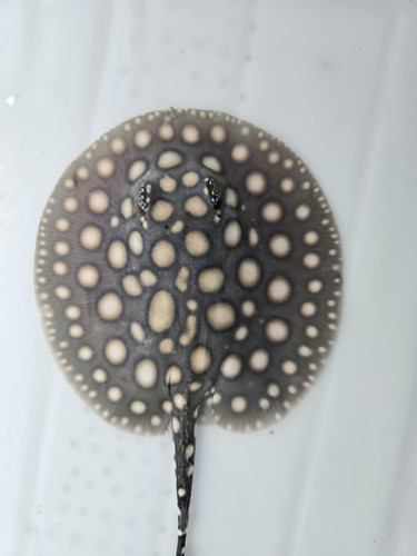 SWC Black Diamond Stingray 6" (Female) | Next Level Aquatic