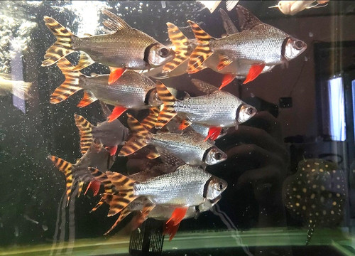 Redfin Flagtail Prochilodus 6-7" | Next Level Aquatic