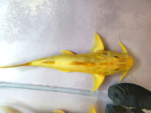 Golden Goonch Catfish 14-15" | Next Level Aquatic