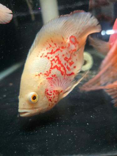 Short body oscar | Next Level Aquatic