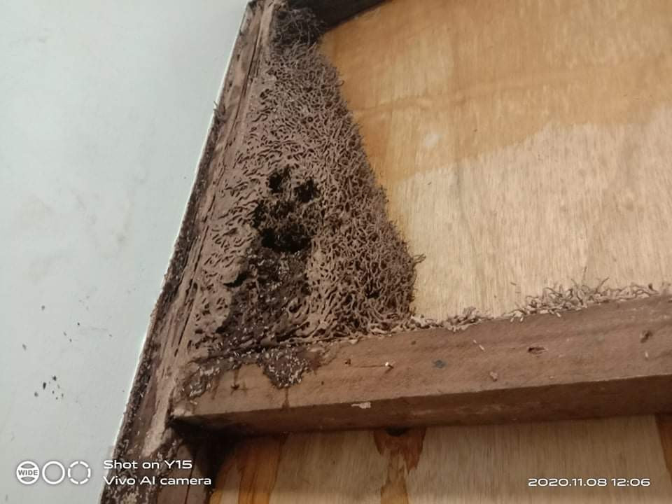 Termite Termination: How Pest Assassins Pest Control Eliminates Termite ...