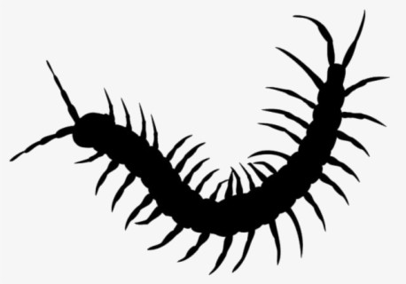 Incredible Insects & Charming Crocodilians: July 25-29 (ages 9-12 ...