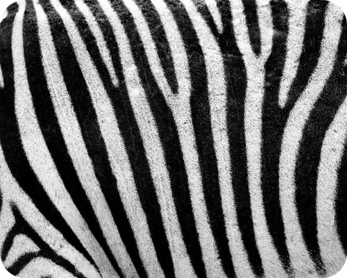 Zebra Glass Worktop Saver | Pearl Glass