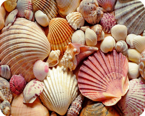 Shell Design Glass Worktop Saver | Pearl Glass