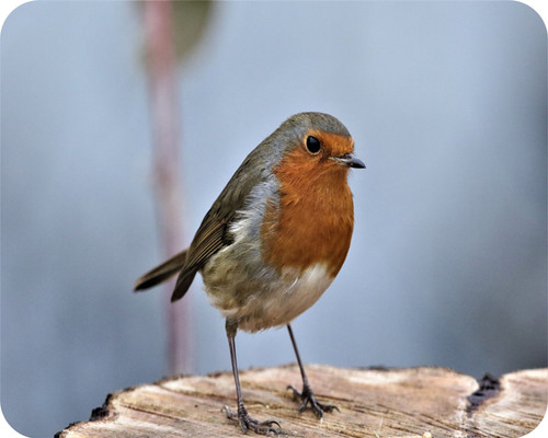 Robin Glass Worktop Saver | Pearl Glass