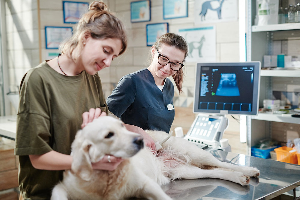 Teeth Tales: Revolutionizing Veterinary Oral Health