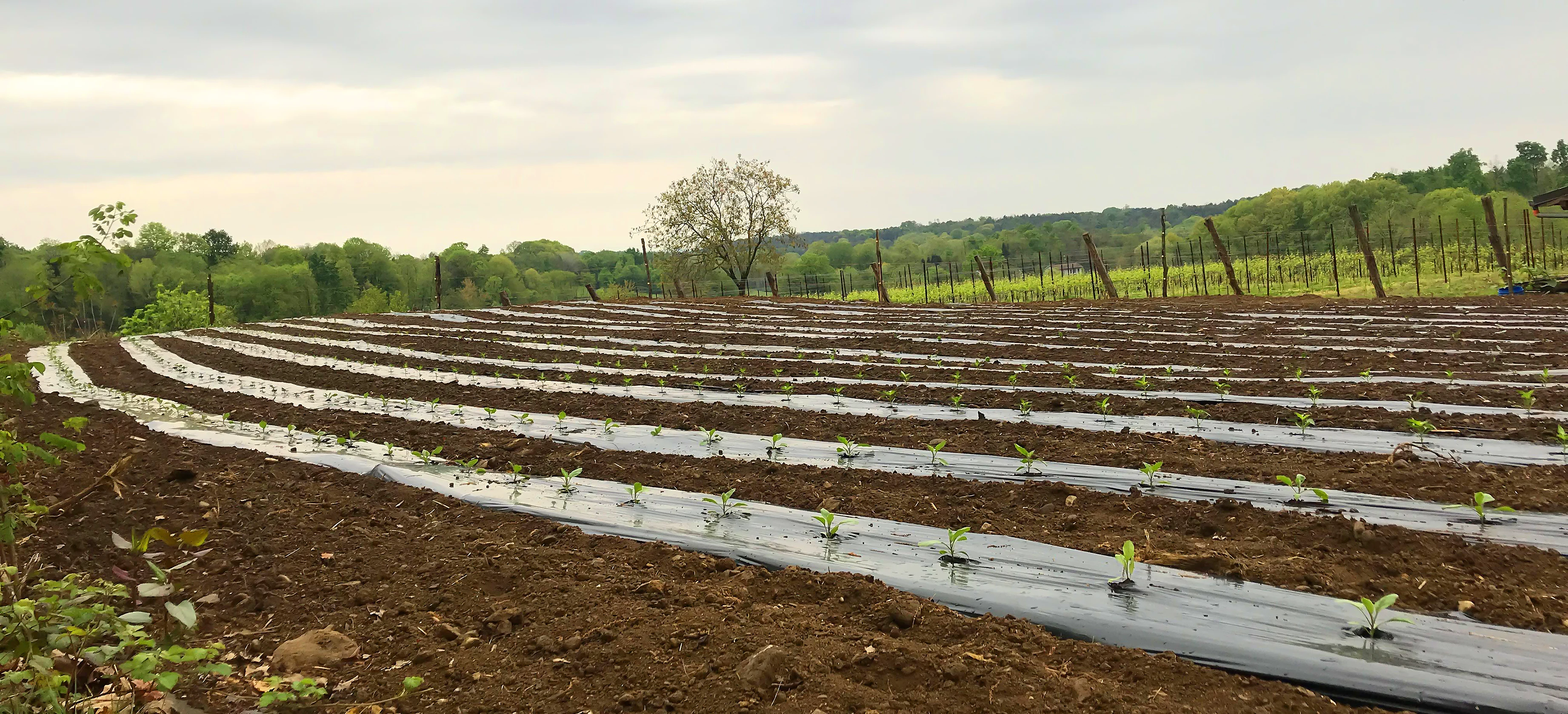 Our History | Cantine Cogo | Colline Novaresi Organic Wines | Gattico ...