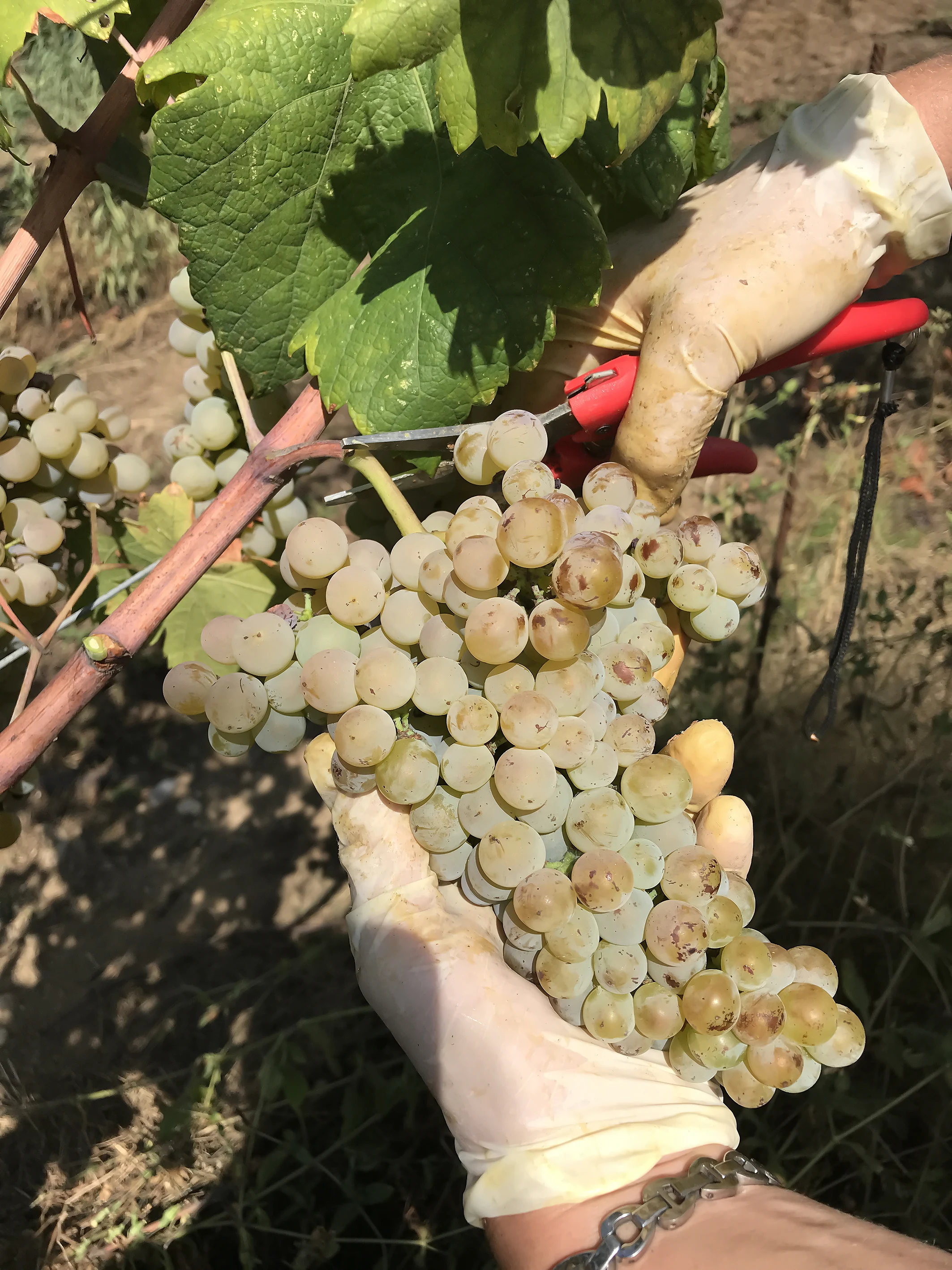 Our History | Cantine Cogo | Colline Novaresi Organic Wines | Gattico ...