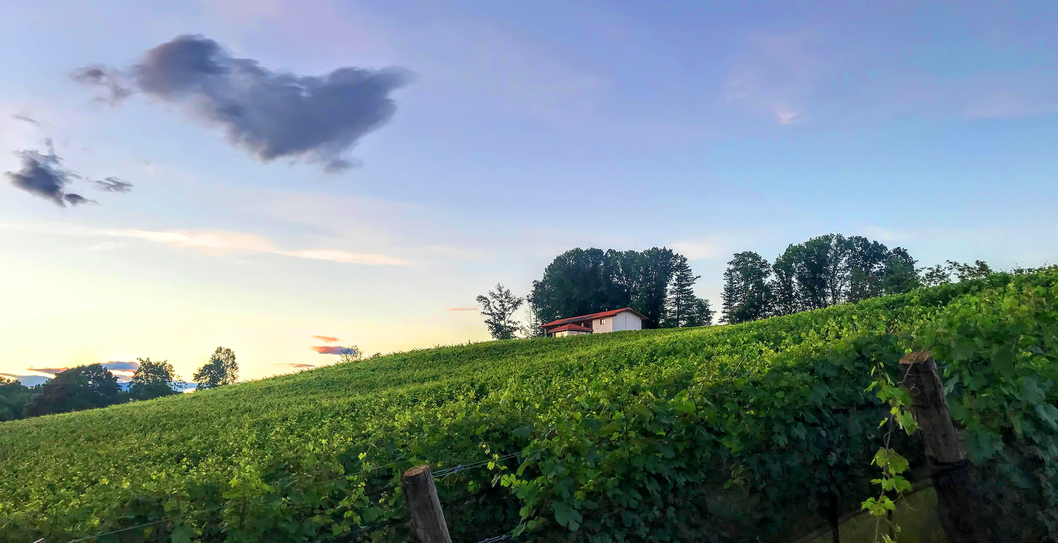 Our History | Cantine Cogo | Colline Novaresi Organic Wines | Gattico ...