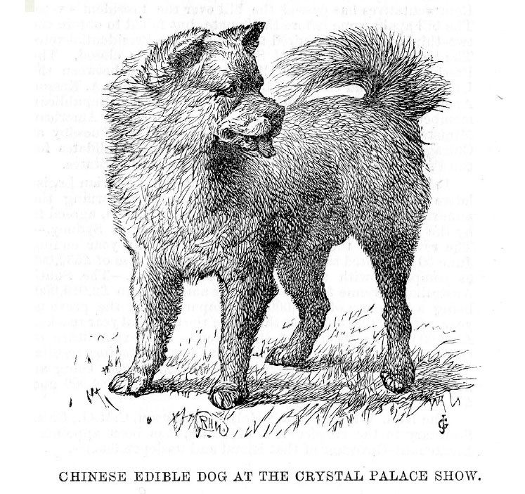 Chinese Edible Dog | planetcurly