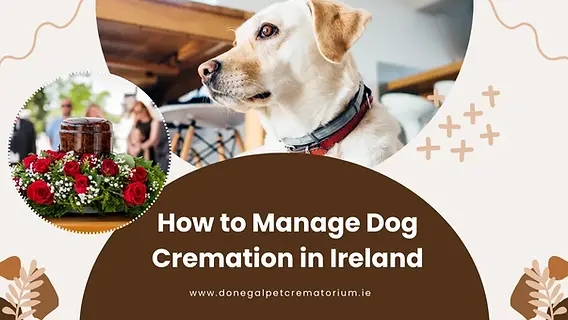 dog cremation process step by step