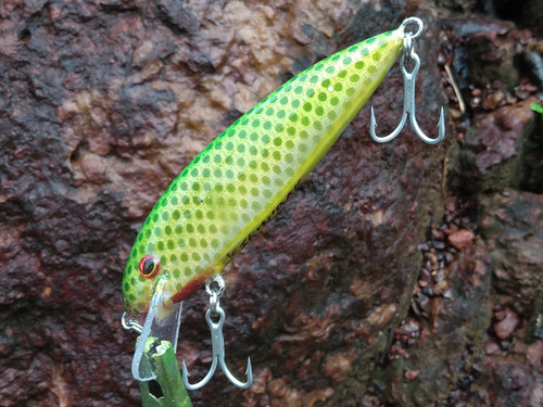 The Green Dragon Minnow | Kiknbaklures