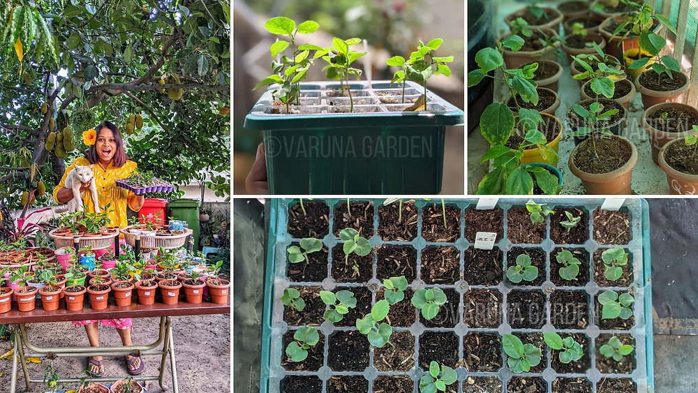 How to Germinate and Grow Tropical Hibiscus from Seeds