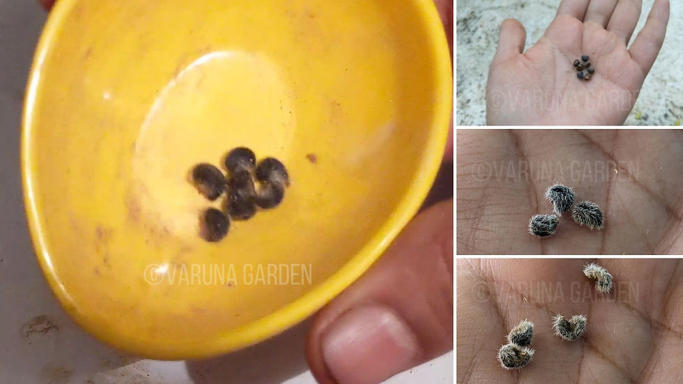 How to Germinate and Grow Tropical Hibiscus from Seeds