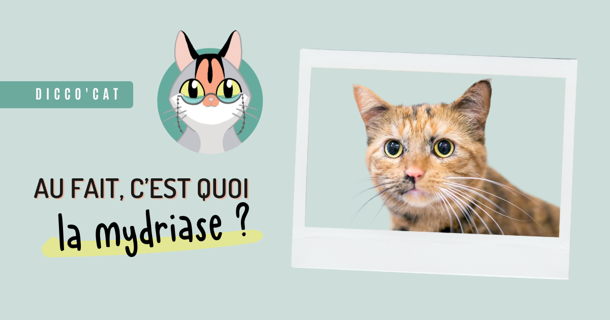 Au fait, c'est quoi... la mydriase chez le chat