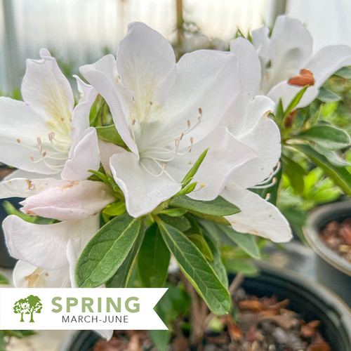 G.G. Gerbing Azalea - Rhododendron indica 'Mrs. G. G. Gerbing ...