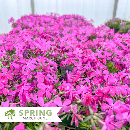 Emerald Pink Creeping Phlox – Phlox subulata 'Emerald Pink ...