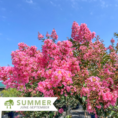 Sioux Crape Myrtle - Lagerstroemia indica x faueri 'Sioux ...
