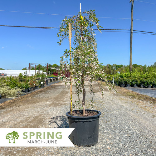 Fragrant Fountain Japanese Snowbell - Styrax japonicus 'Fragrant ...