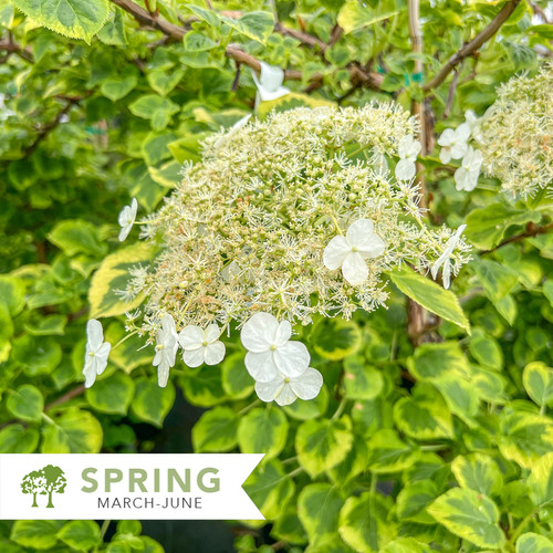 Miranda Climbing Hydrangea - Hydrangea anomala petiolaris 'Miranda ...