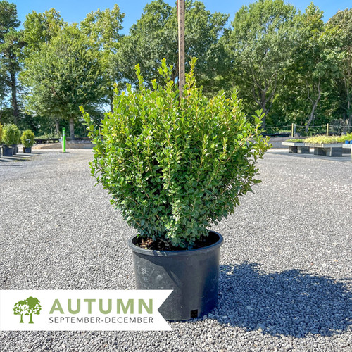 NewGen® Freedom Boxwood – Buxus 'SB300' | Shepherdssupply