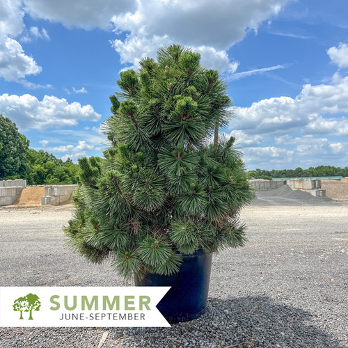 Thunderhead Japanese Black Pine – Pinus thunbergii 'Thunderhead ...