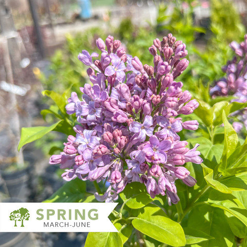 Lavender Lady Lilac - Syringa vulgaris 'Lavender Lady' | Shepherdssupply Lavender Lady Lilac - Syringa vulgaris 'Lavender Lady' | Shepherdssupply