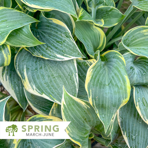 First Frost Hosta - Hosta x 'Fantasy Island' | Shepherdssupply