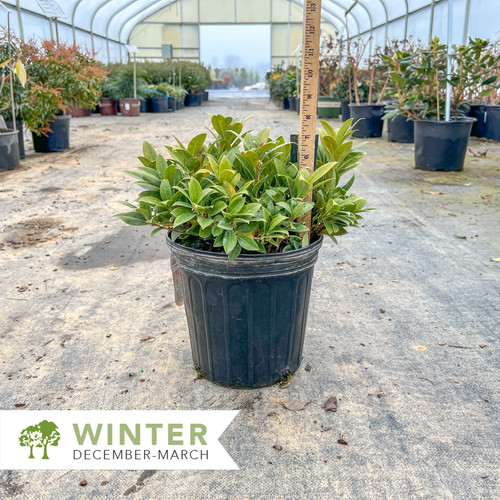 Fragrant Mountain Sweet Box – Sarcococca hookeriana var. humilis ...