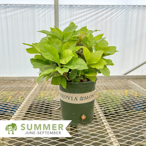 Chirimen Marlberry – Ardisia japonica 'Chirimen' | Shepherdssupply