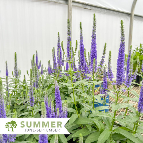 Royal Candles Speedwell – Veronica spicata 'Glory' | Shepherdssupply