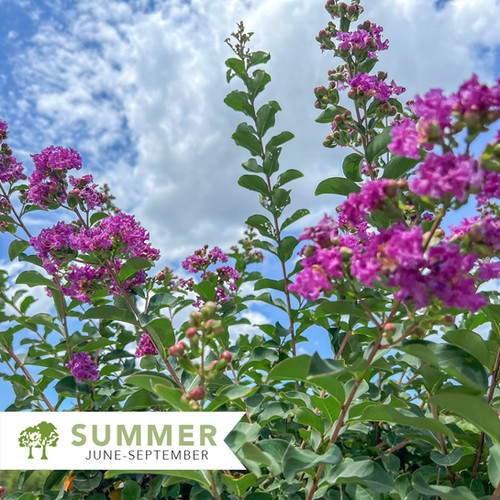 Autaugaville Crape Myrtle – Lagerstroemia indica 'Autaugaville ...