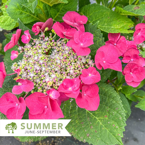 Cherry Explosion™ Hydrangea – Hydrangea macrophylla 'McKay ...