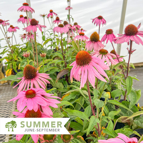 Magnus Coneflower – Echinacea purpurea 'Magnus' | Shepherdssupply
