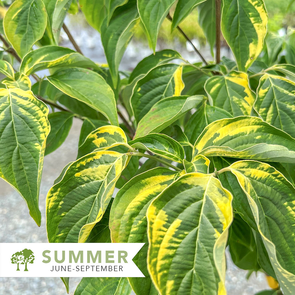 Celestial Shadow® Variegated Dogwood - Cornus kousa x florida ...